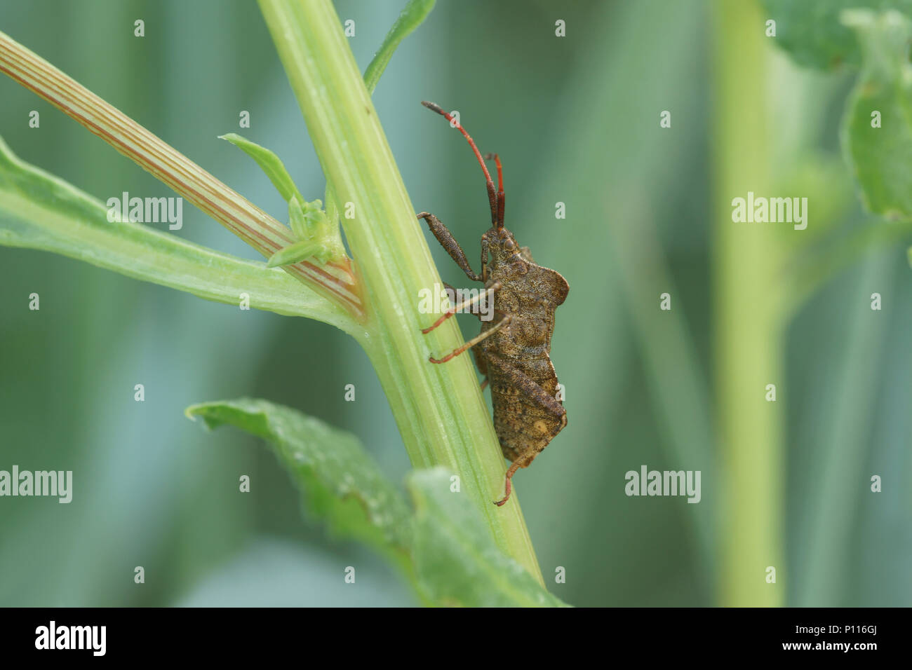 Dock Bug (Coreus marginatus Stock Photo - Alamy