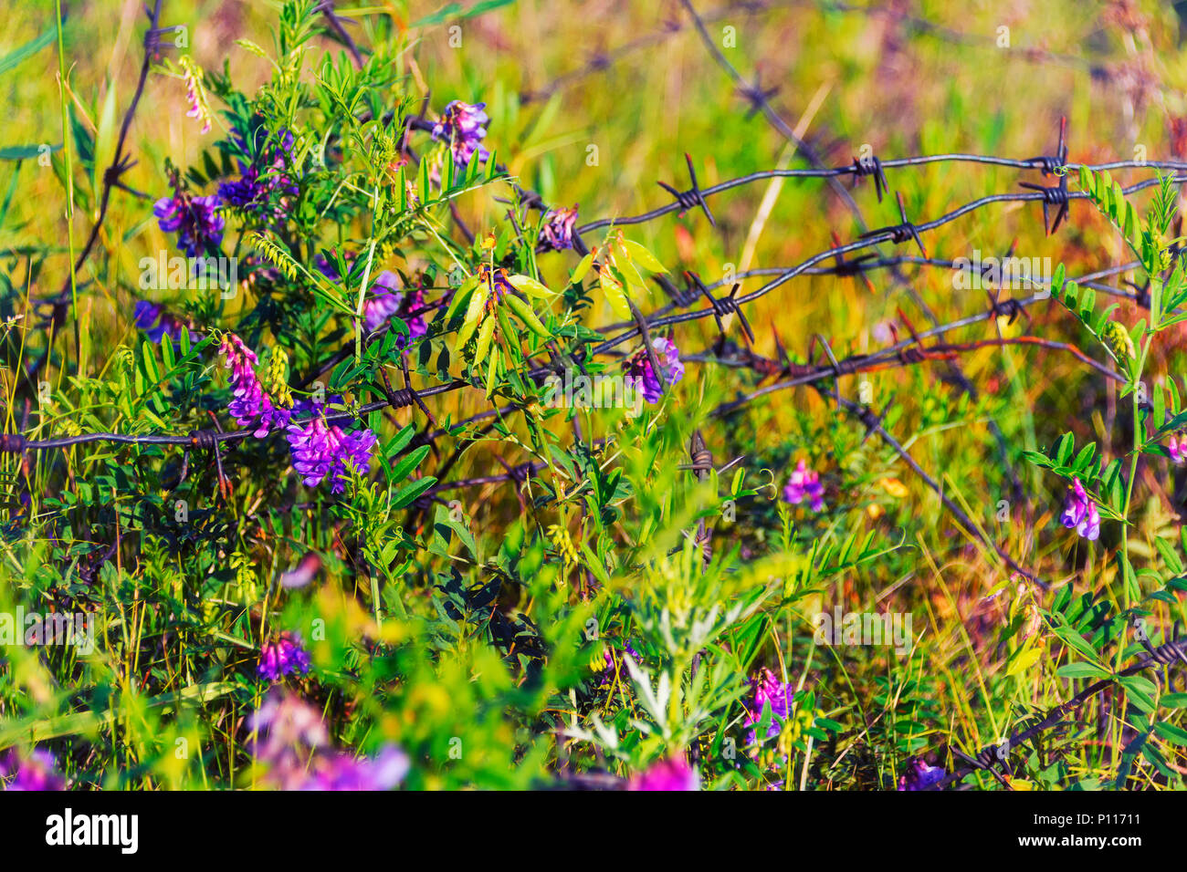 Rustic barbed wire rusting with exposure props flowers up. Contrast ...