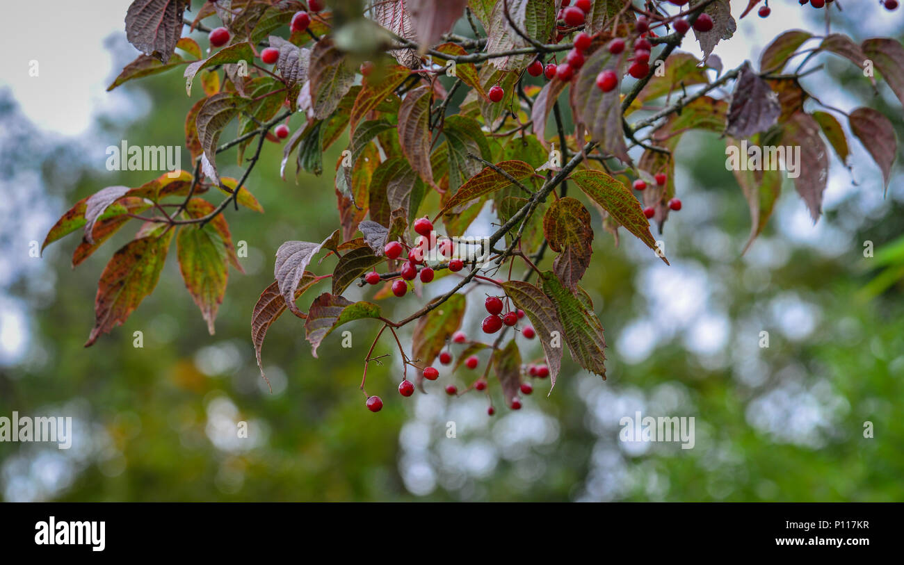 Red berry fruits on tree at deep forest in spring time Stock Photo - Alamy