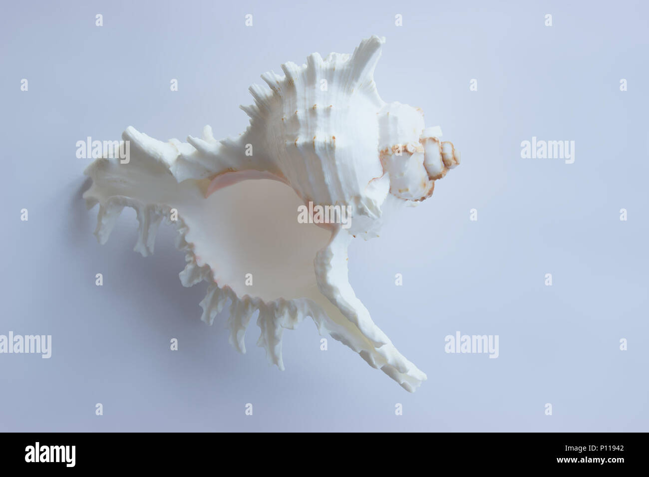 Seashell on grey background. Concept of geometric shapes in nature ...
