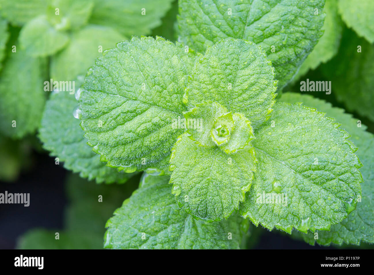 Organic green mint plant, top view of fresh natural leaves with dew ...