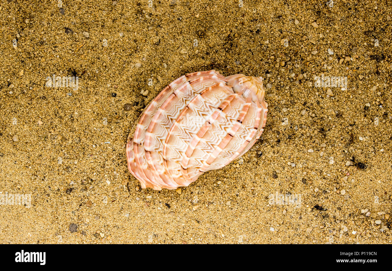 Shell on sand. Concept of geometric shapes in nature Stock Photo - Alamy
