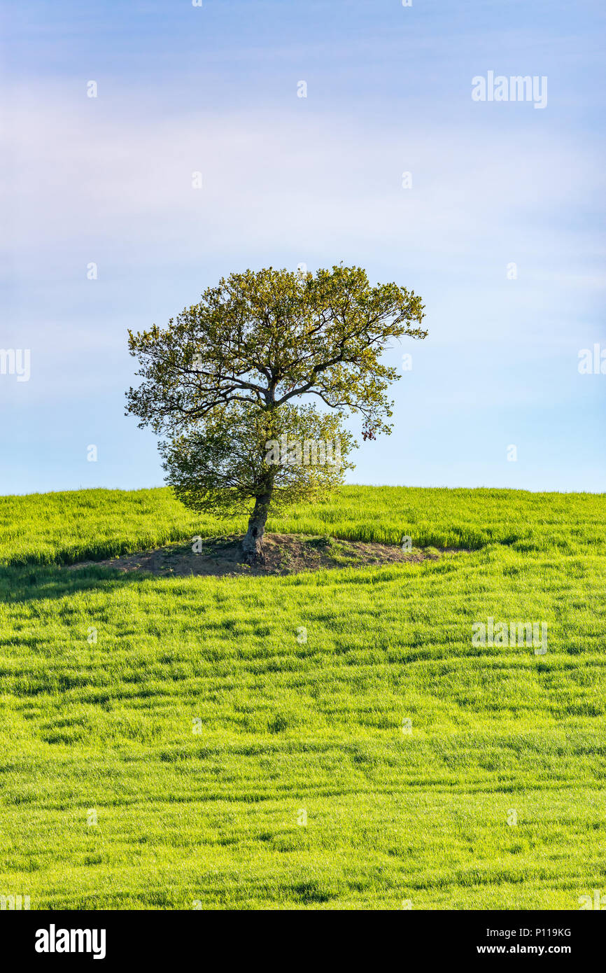 Solitary greenery hi-res stock photography and images - Alamy
