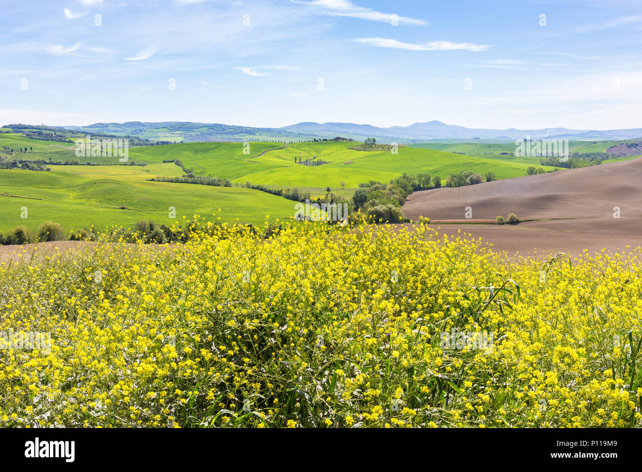 Yellow flowers in rural hi-res stock photography and images - Alamy