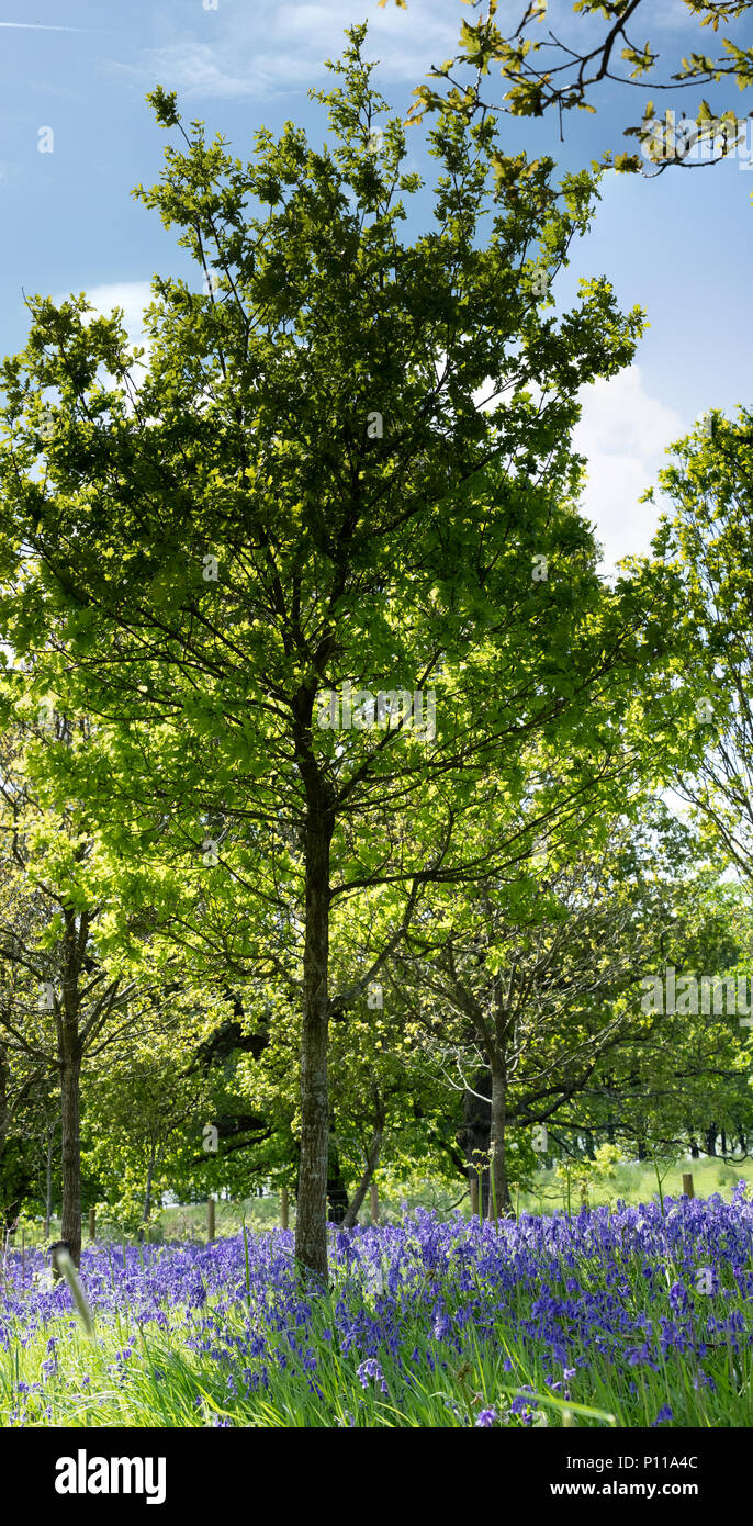 Rivington woodland so typical of an English country scene of woods ...