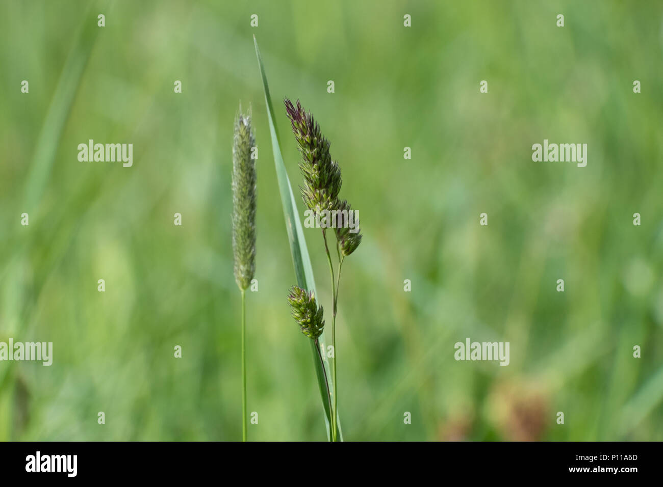 Annual meadow grass hi-res stock photography and images - Alamy