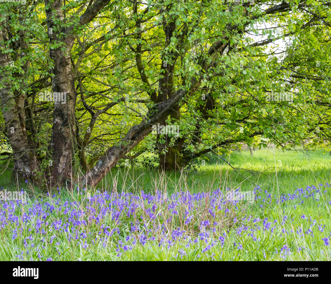 Rivington woodland so typical of an English country scene of woods ...