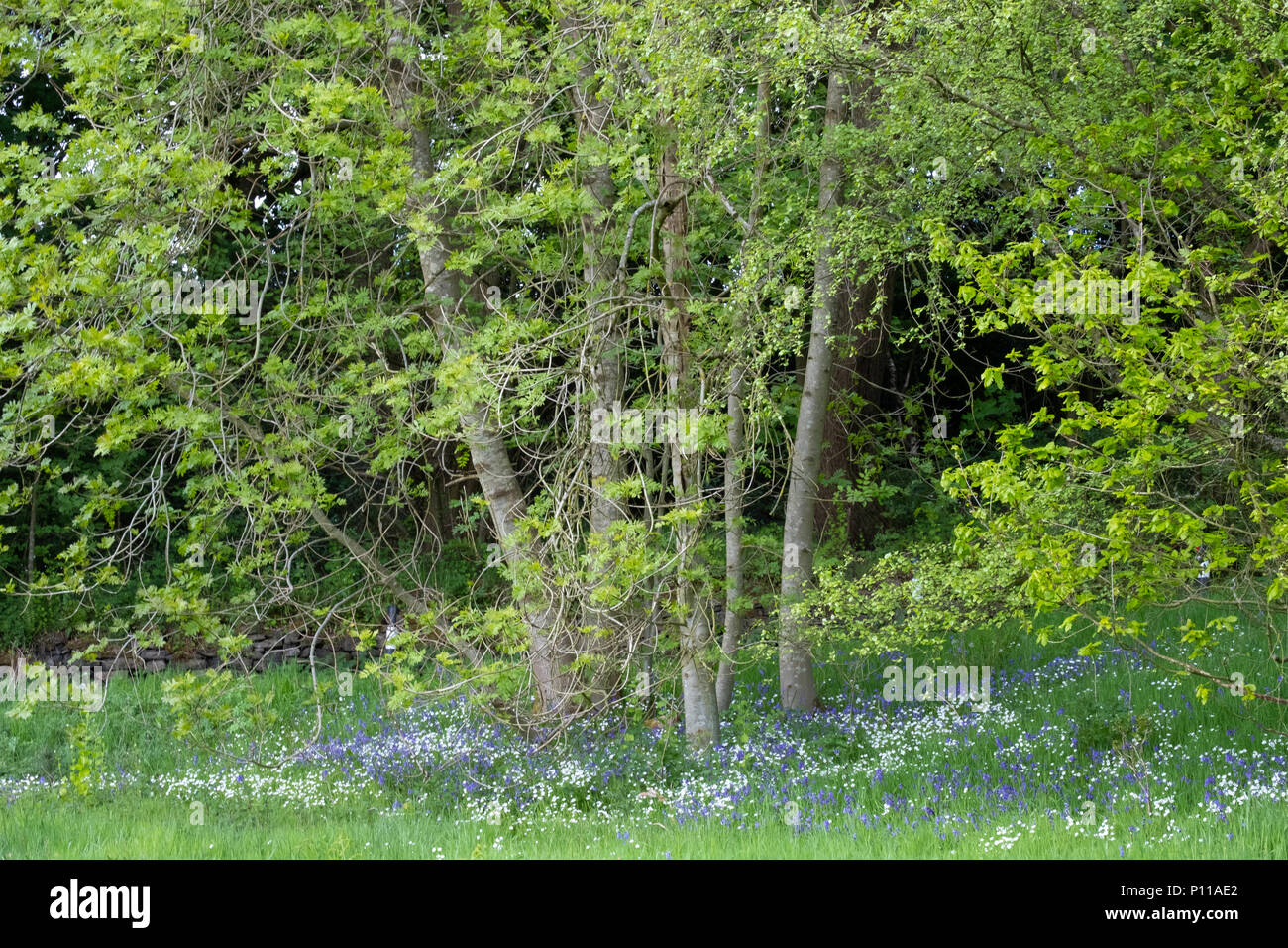 Rivington woodland so typical of an English country scene of woods ...