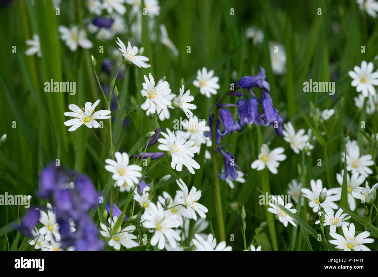 Purple Chickweed High Resolution Stock Photography and Images - Alamy