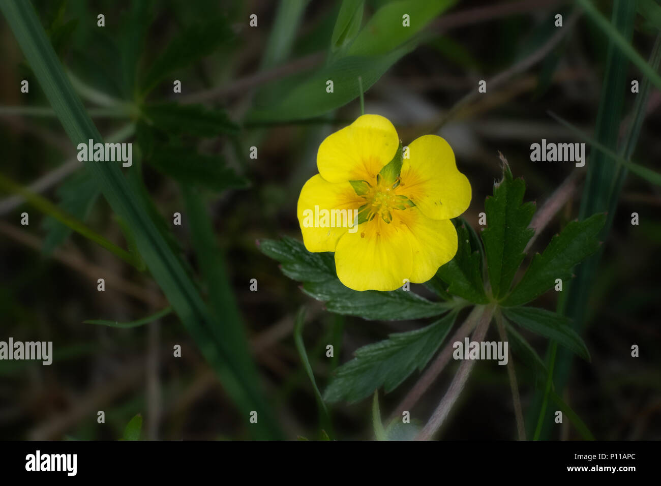 A single buttercup flowers in a shady woodland area Stock Photo - Alamy