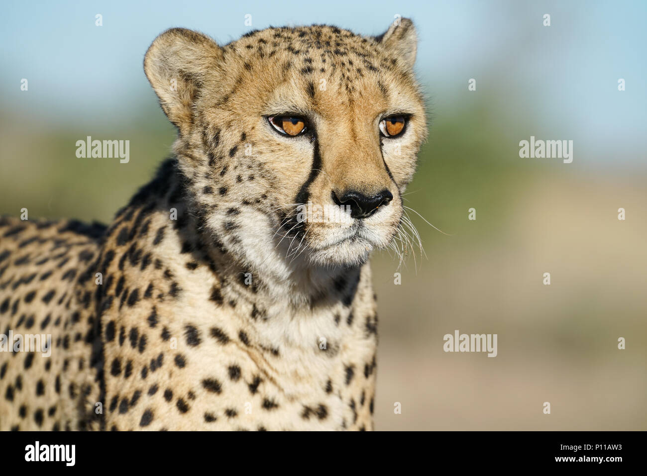 Cheetah in Namibia Stock Photo - Alamy