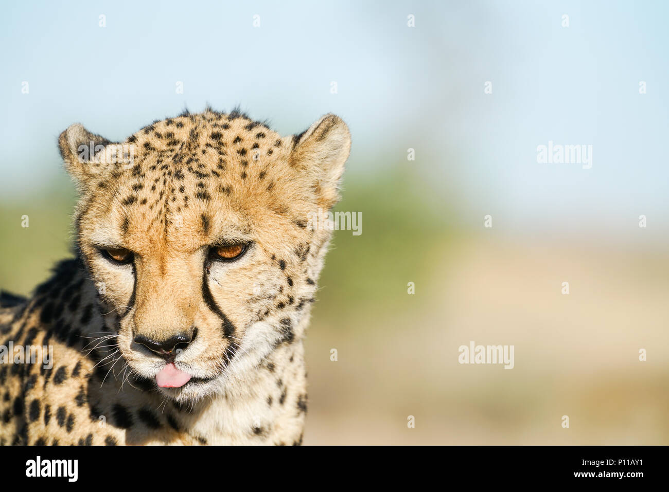 Cheetah in Namibia Stock Photo - Alamy