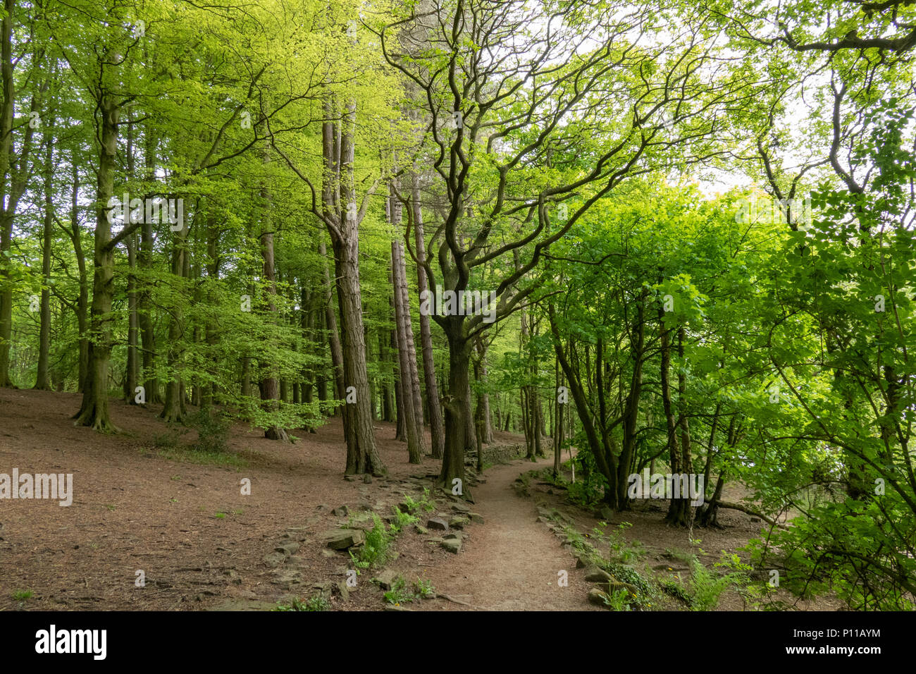 Rivington woodland so typical of an English country scene of woods ...