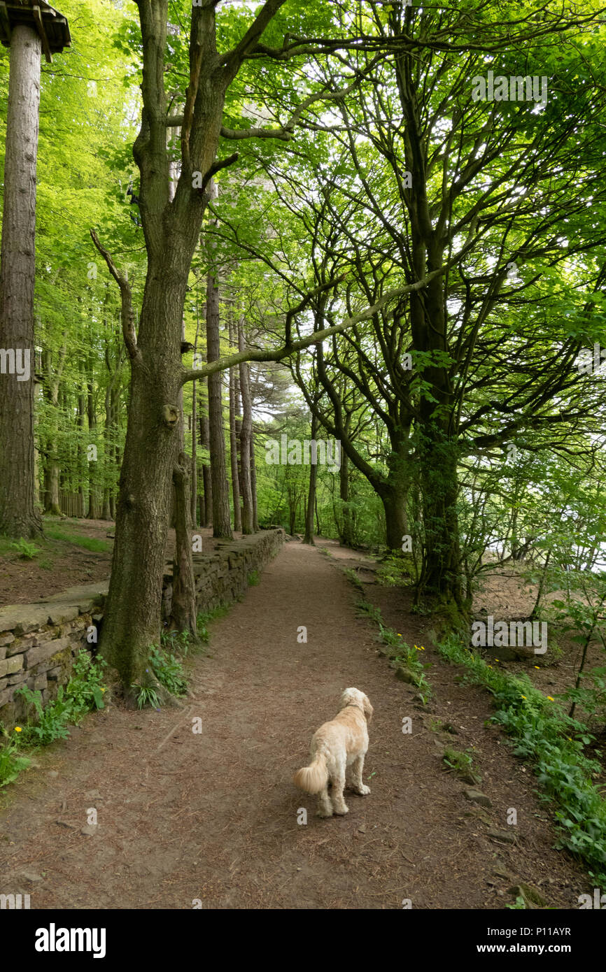 Rivington woodland so typical of an English country scene of woods ...