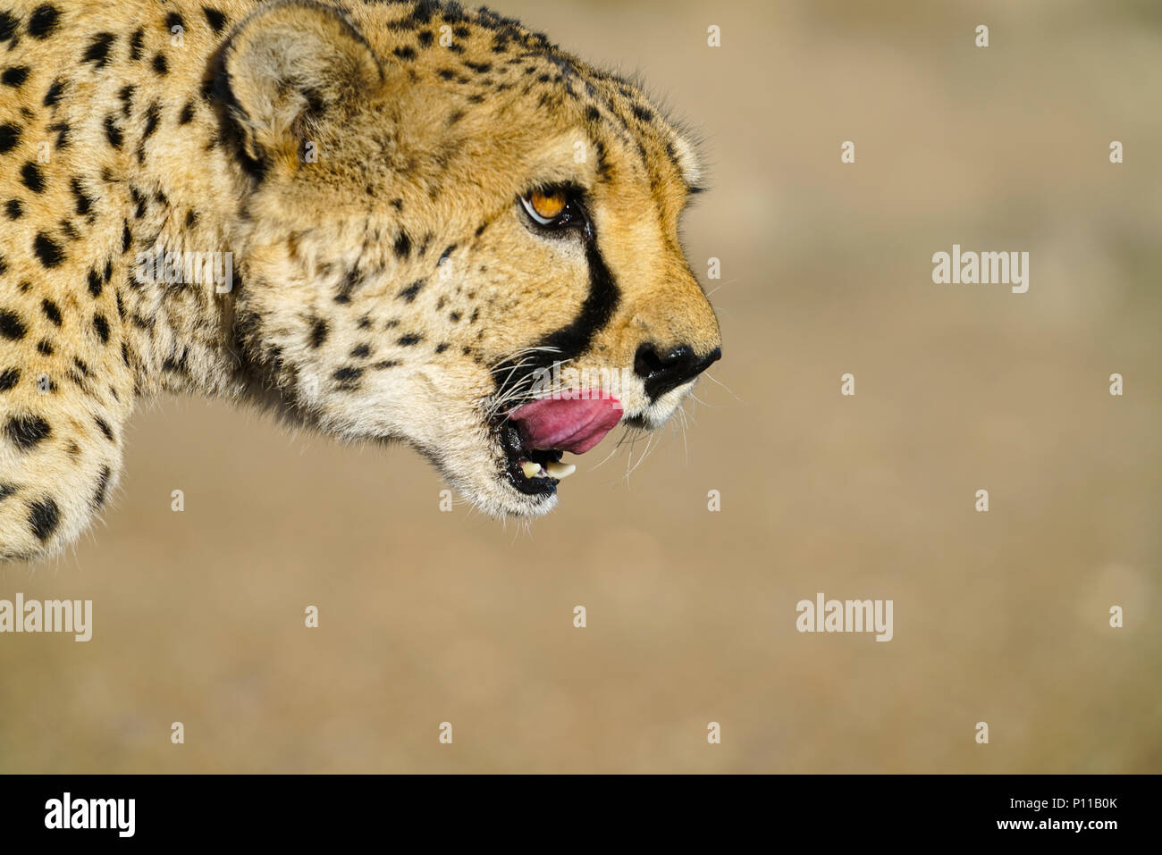 Mouth cheetah close up hi-res stock photography and images - Alamy
