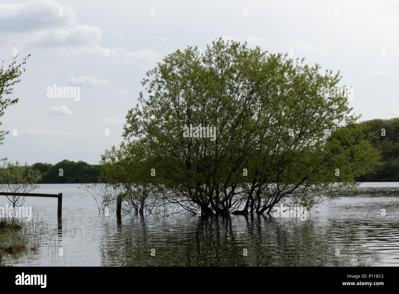Rivington woodland so typical of an English country scene of woods ...