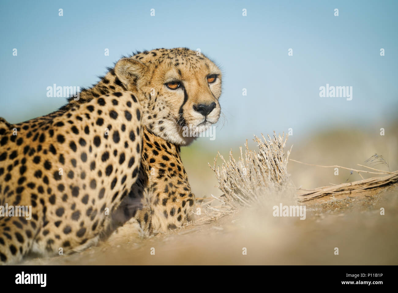 Cheetah in Namibia Stock Photo - Alamy