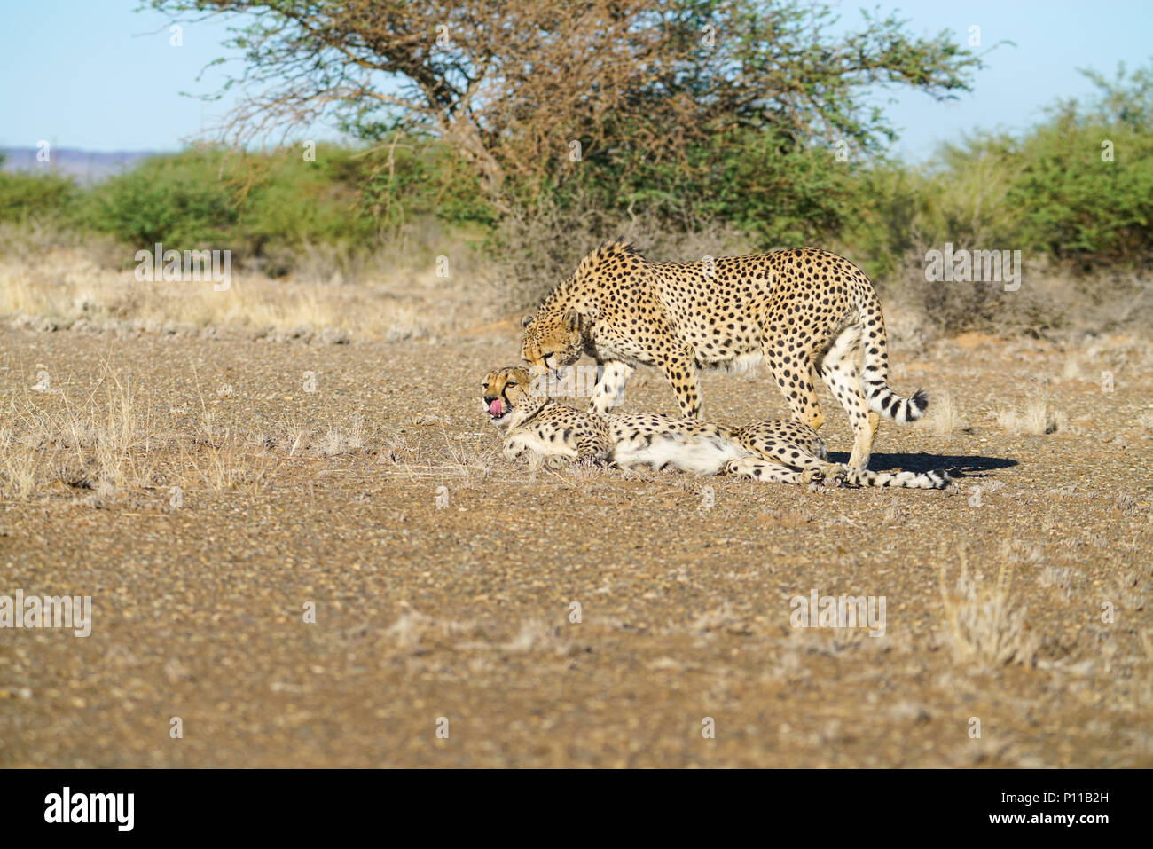 Cheetah in Namibia Stock Photo - Alamy