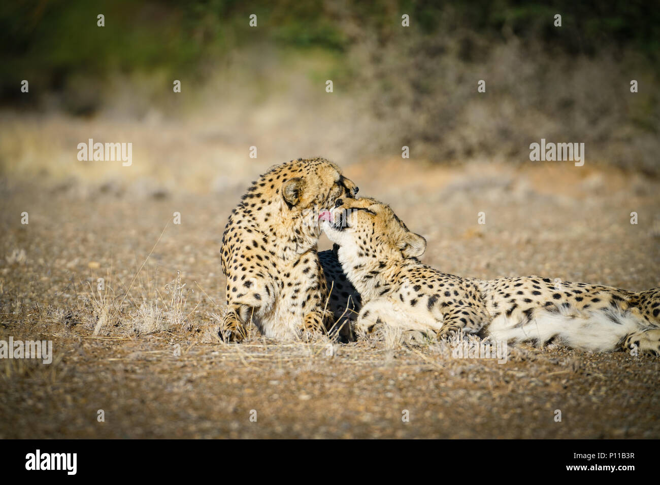 Cheetah in Namibia Stock Photo - Alamy