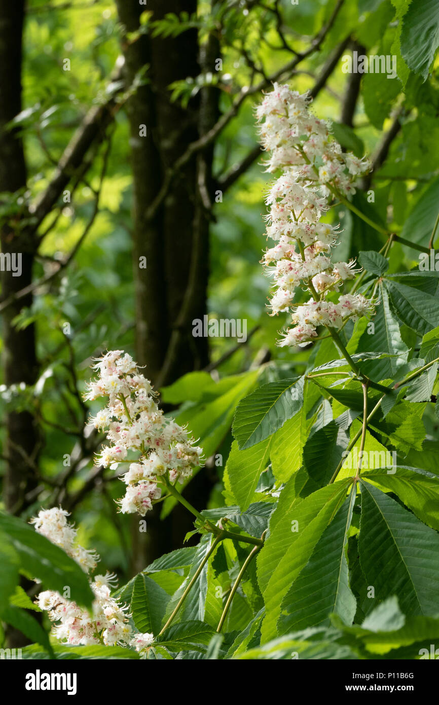 Horse Chestnut trees flower in the English countryside during Spring ...