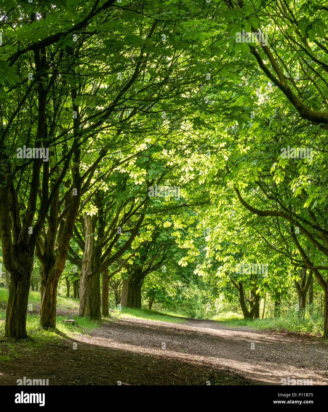 Rivington woodland so typical of an English country scene of woods ...