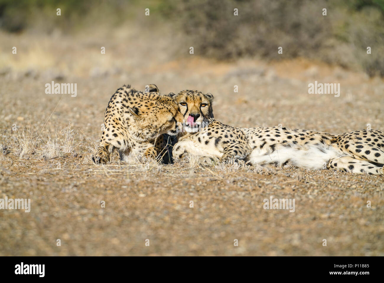 Cheetah in Namibia Stock Photo - Alamy
