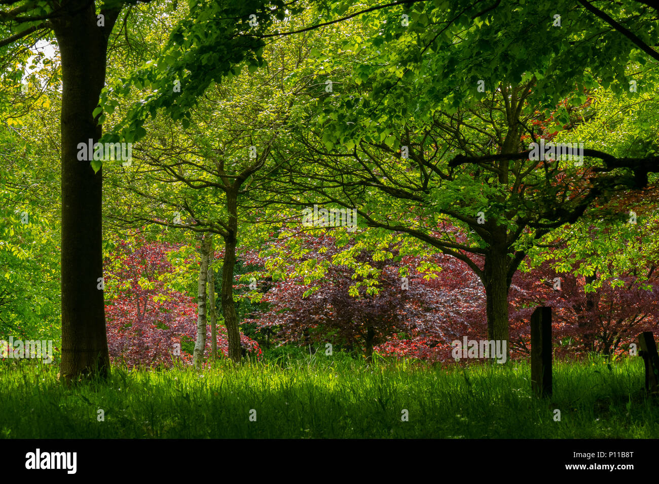 Rivington woodland so typical of an English country scene of woods ...