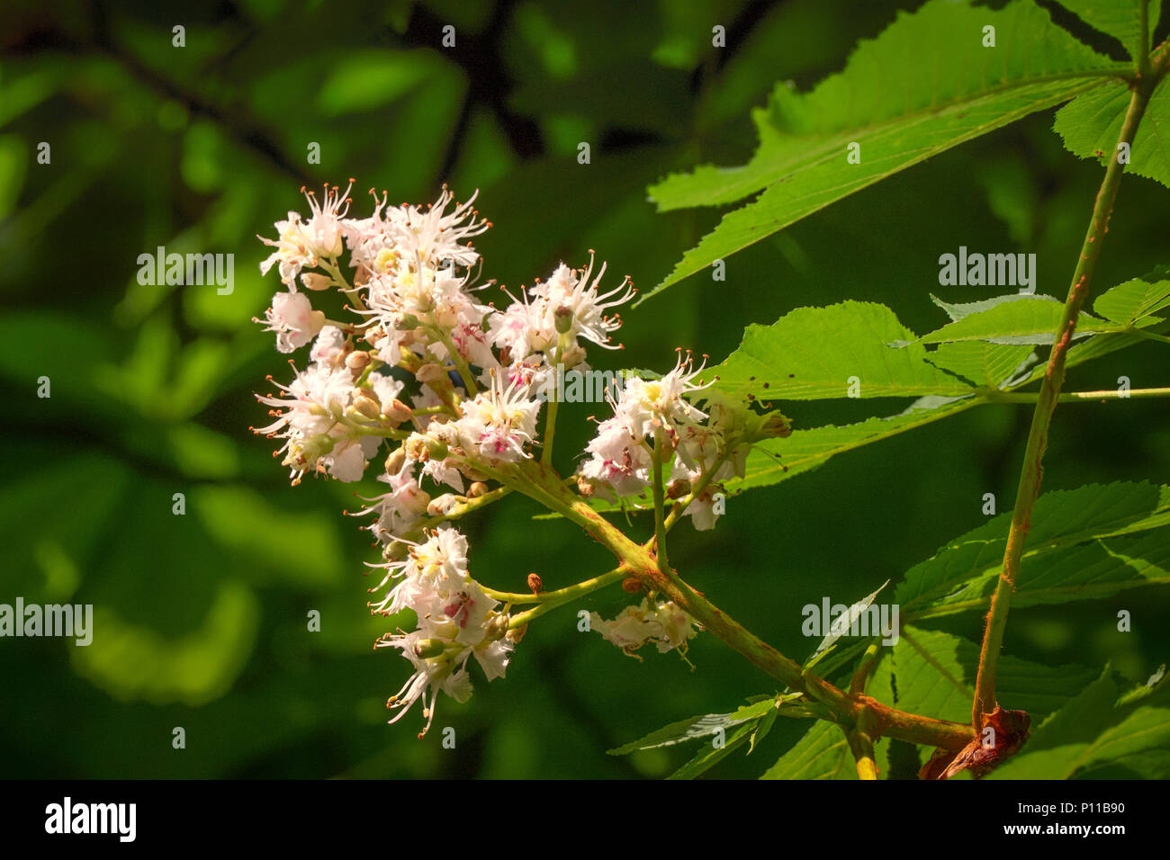Horse Chestnut trees flower in the English countryside during Spring ...