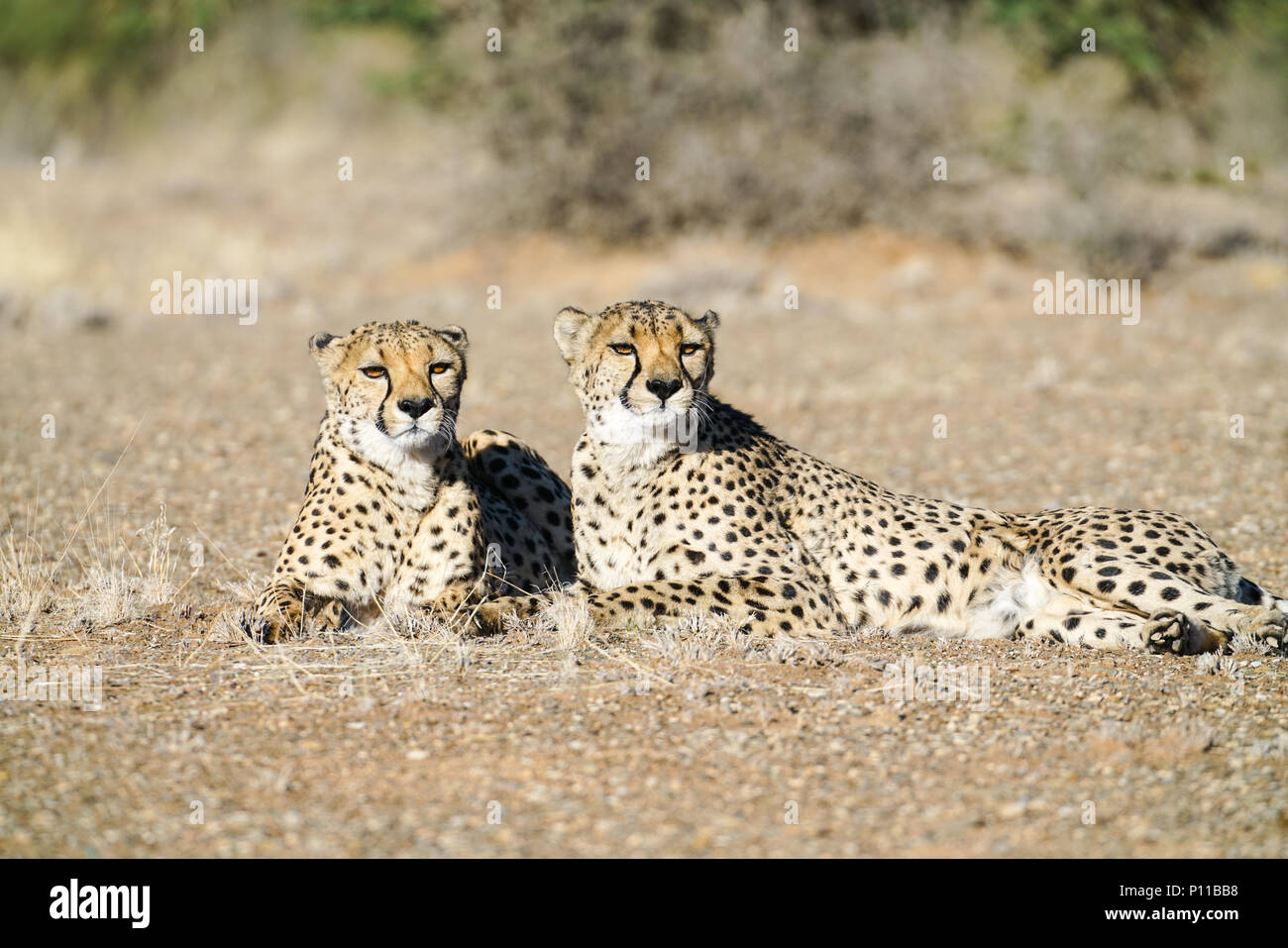 Cheetah in Namibia Stock Photo - Alamy