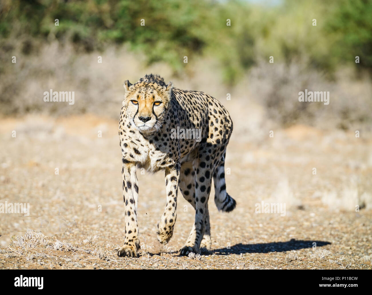 Cheetah in Namibia Stock Photo - Alamy