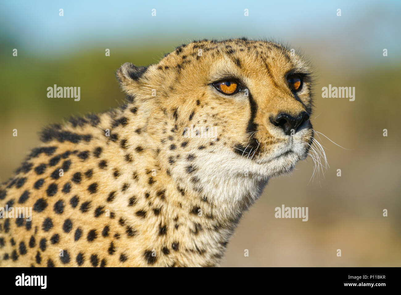 Cheetah head image hi-res stock photography and images - Alamy