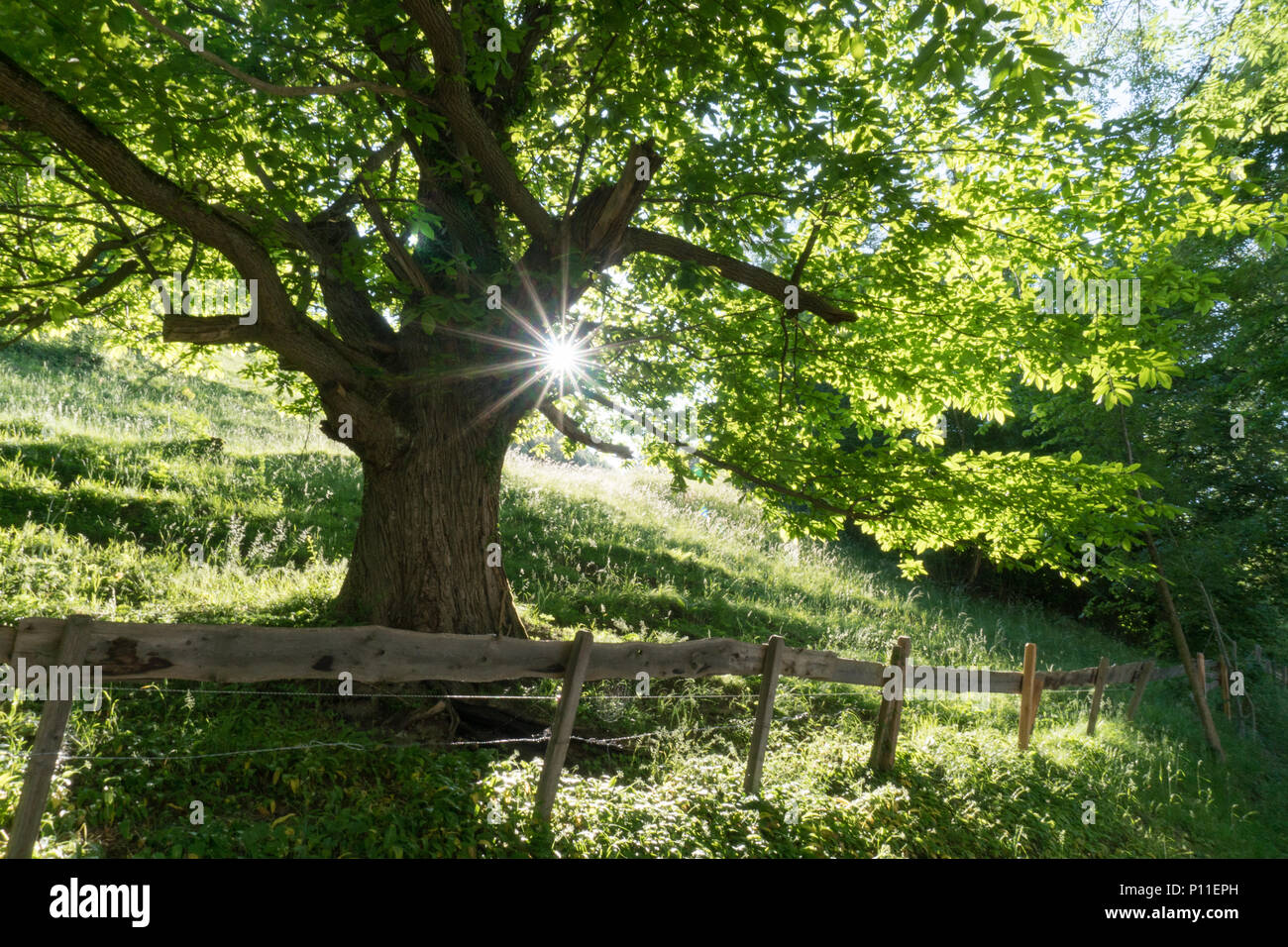 Sunlight Live Oak Tree High Resolution Stock Photography and Images - Alamy