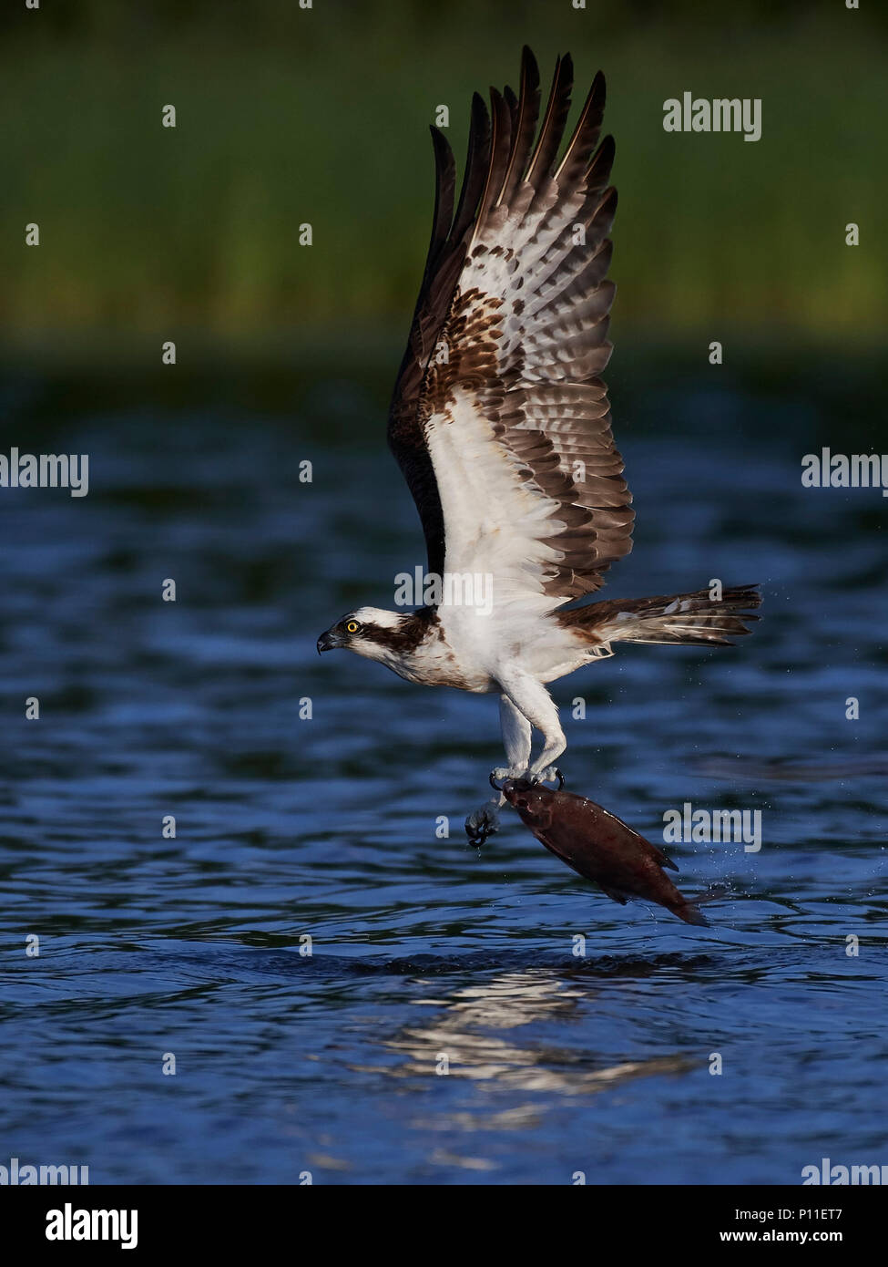 Osprey in flight in its natural habitat Stock Photo - Alamy