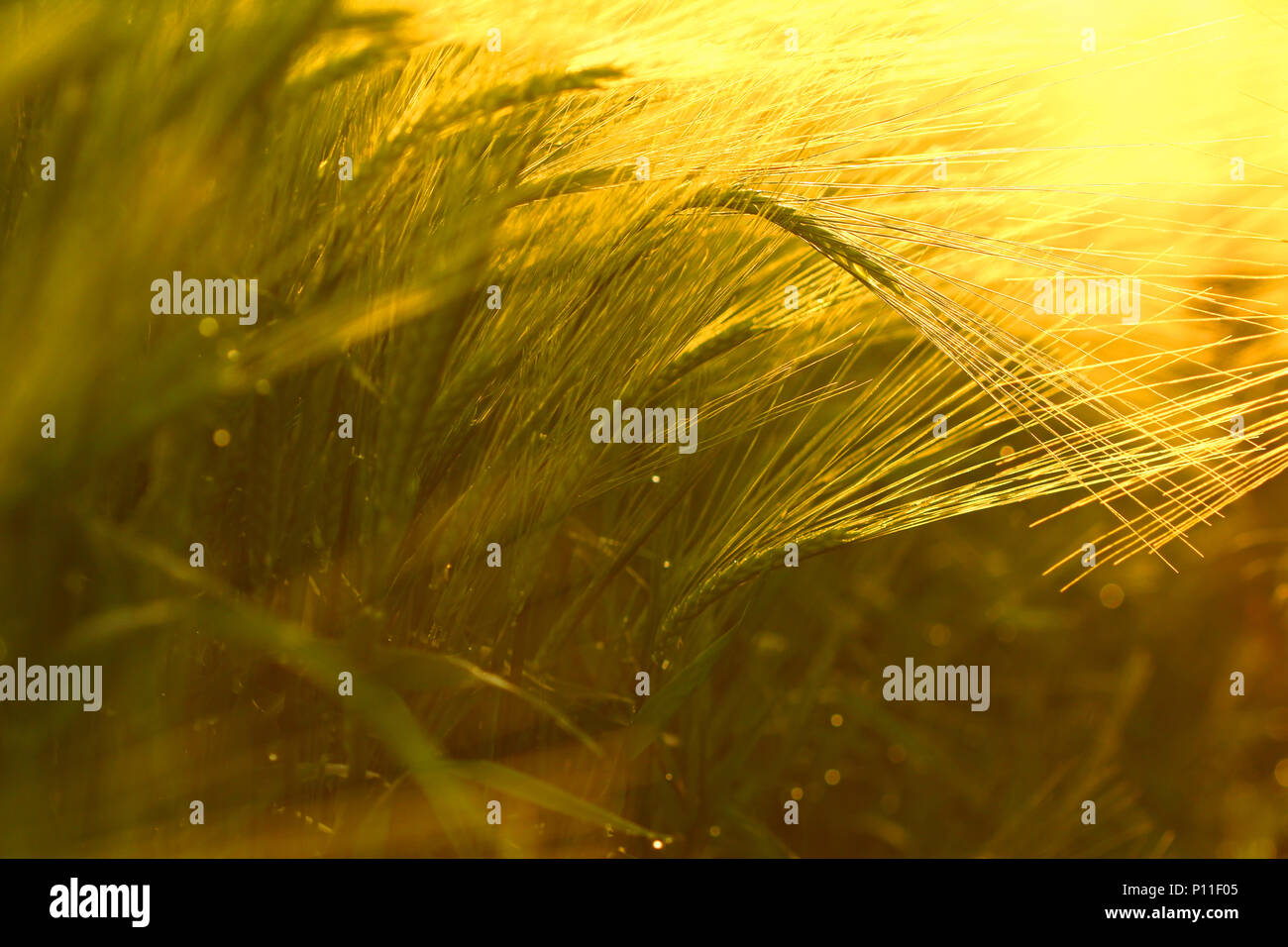 Field of barley in the light of the rising sun Stock Photo - Alamy