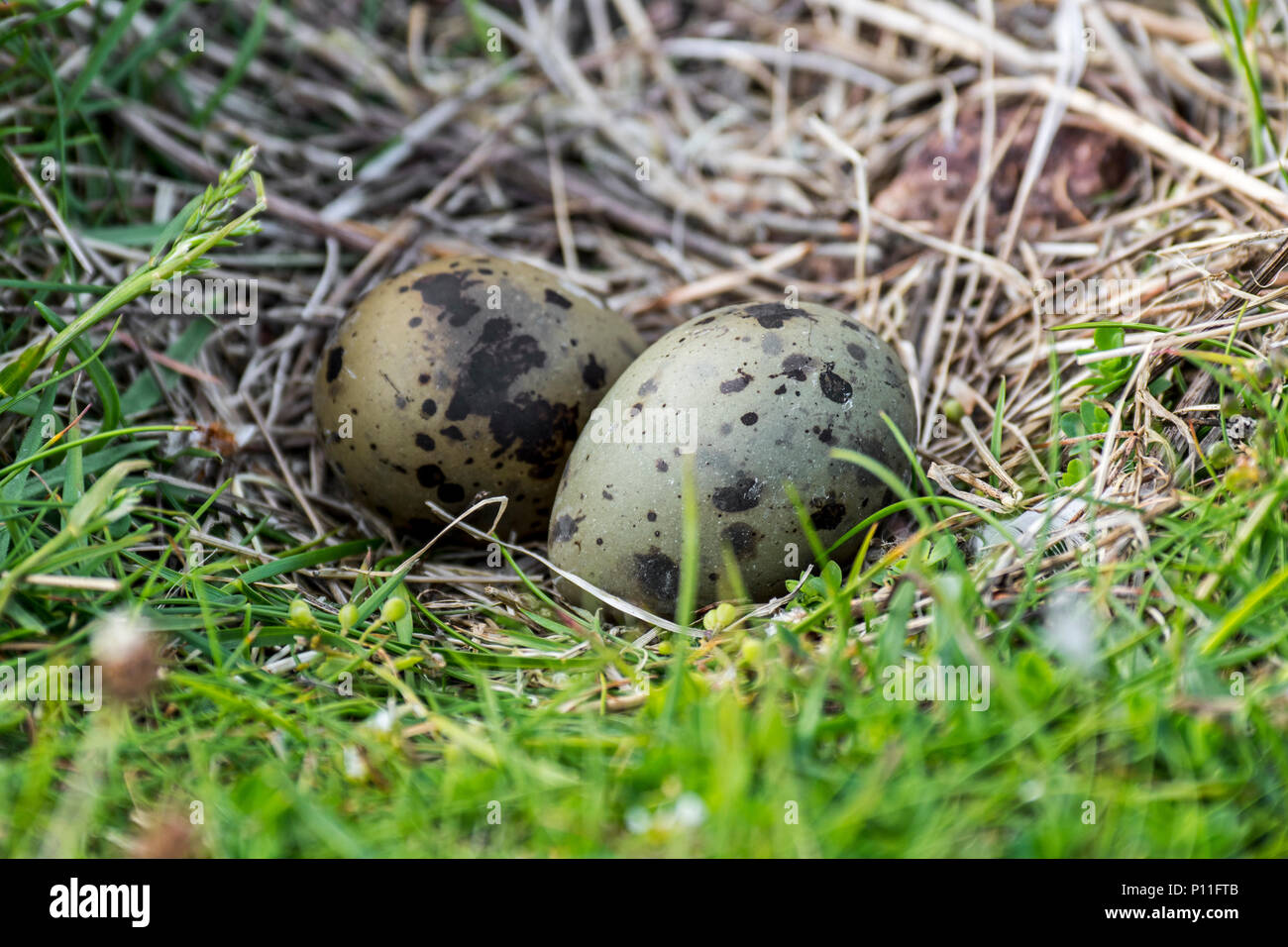 Arctic Tern Eggs