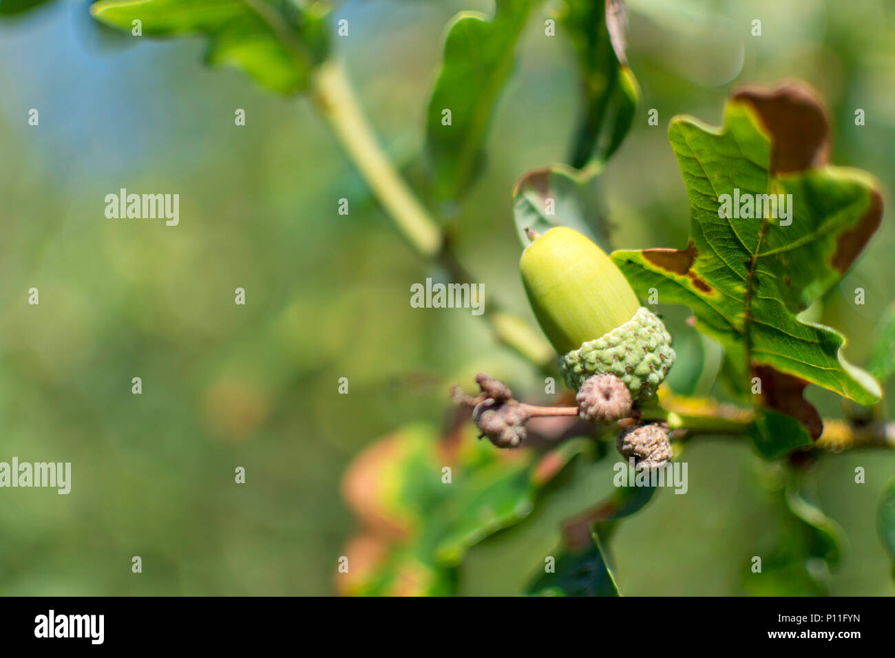 Acorn oak tree hi-res stock photography and images - Alamy