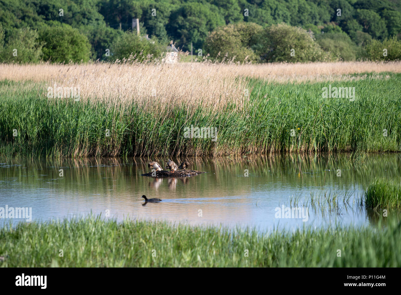 Leighton Moss RSPB reserve, Lancashire, England, United Kingdom Stock ...