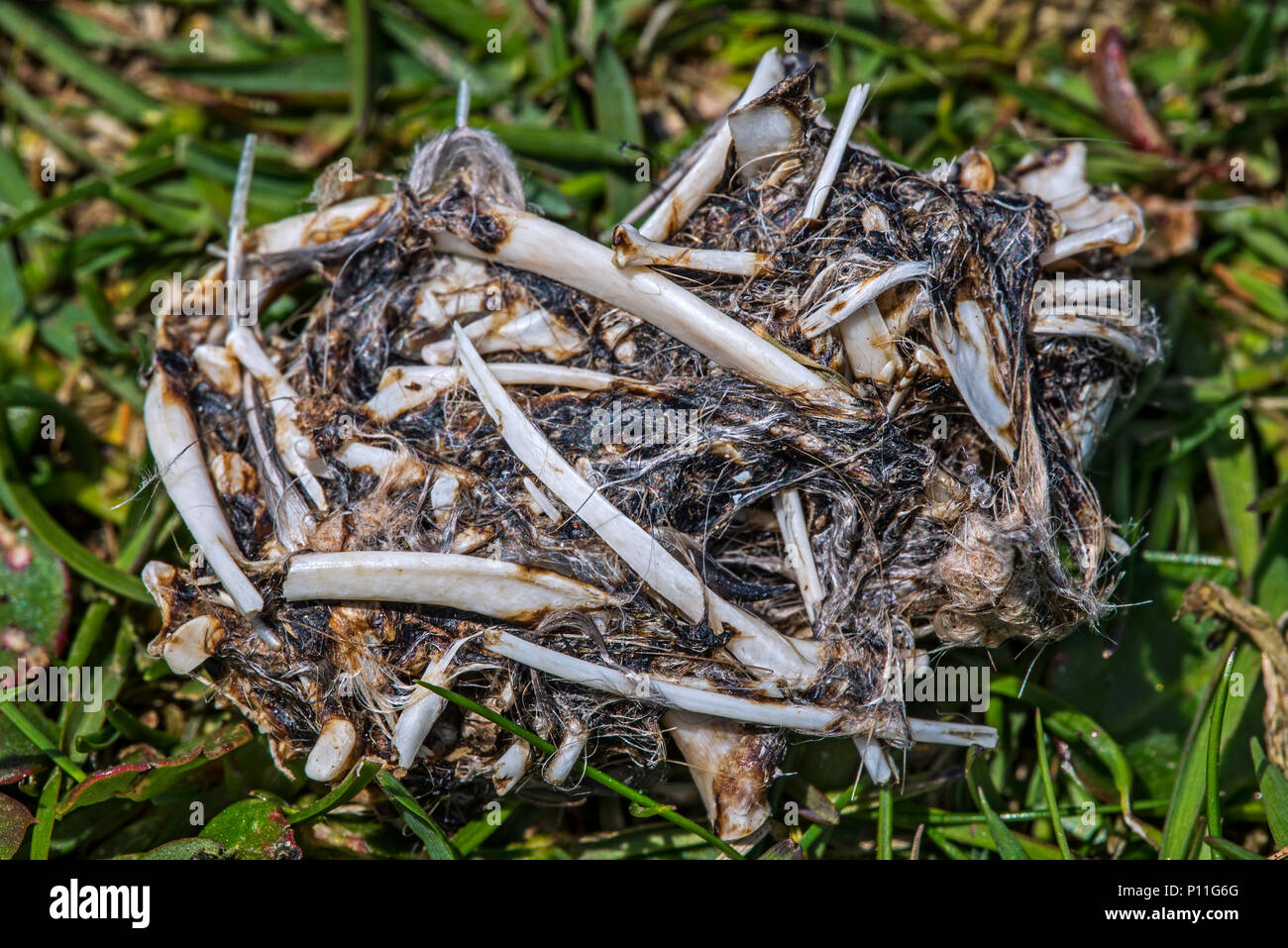 Regurgitated hi-res stock photography and images - Alamy