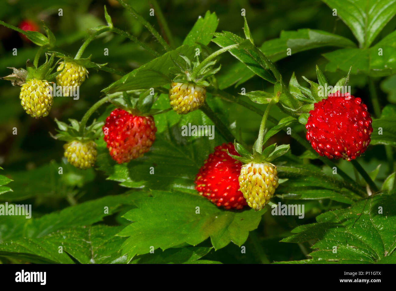 Wild strawberries on a plant, some ripe and red and some still unripe ...