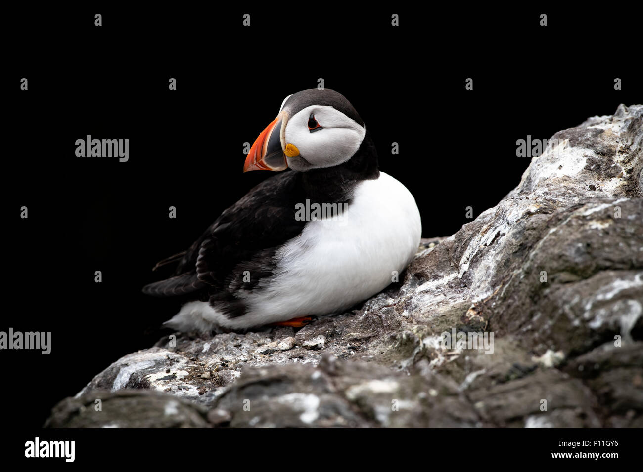 Puff sat on rock ledge Stock Photo - Alamy