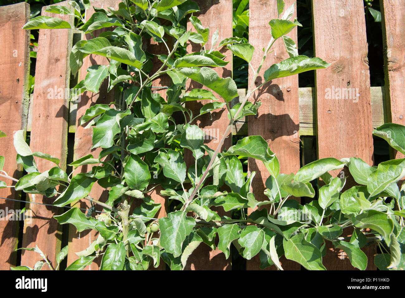 how to prune an espalier apple tree to yeald maximum fruit Stock Photo ...