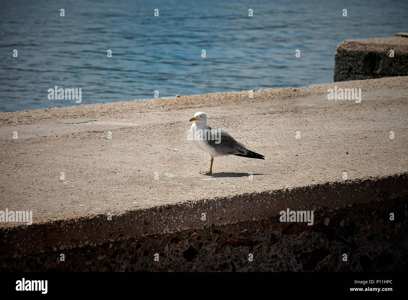 Seagull standing on a pier. Isolated. Stock Image Stock Photo - Alamy