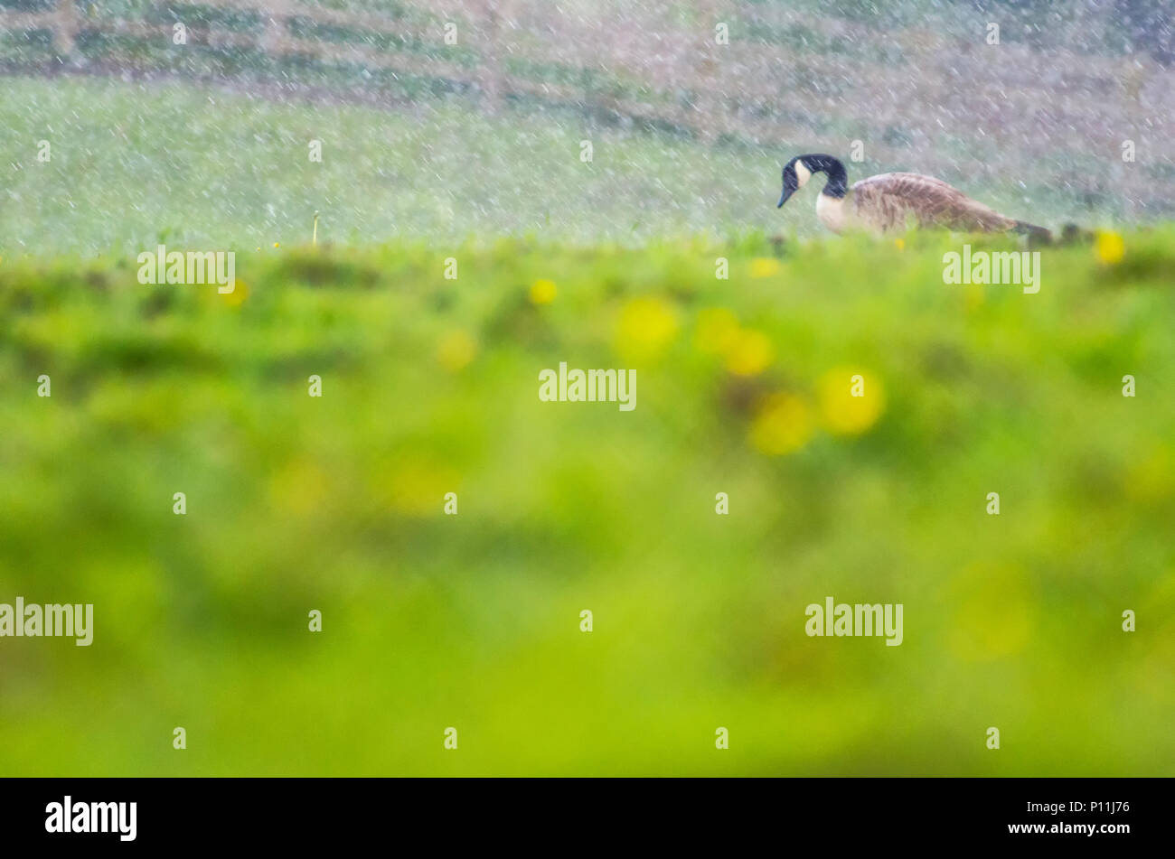 Rain goose hi-res stock photography and images - Alamy