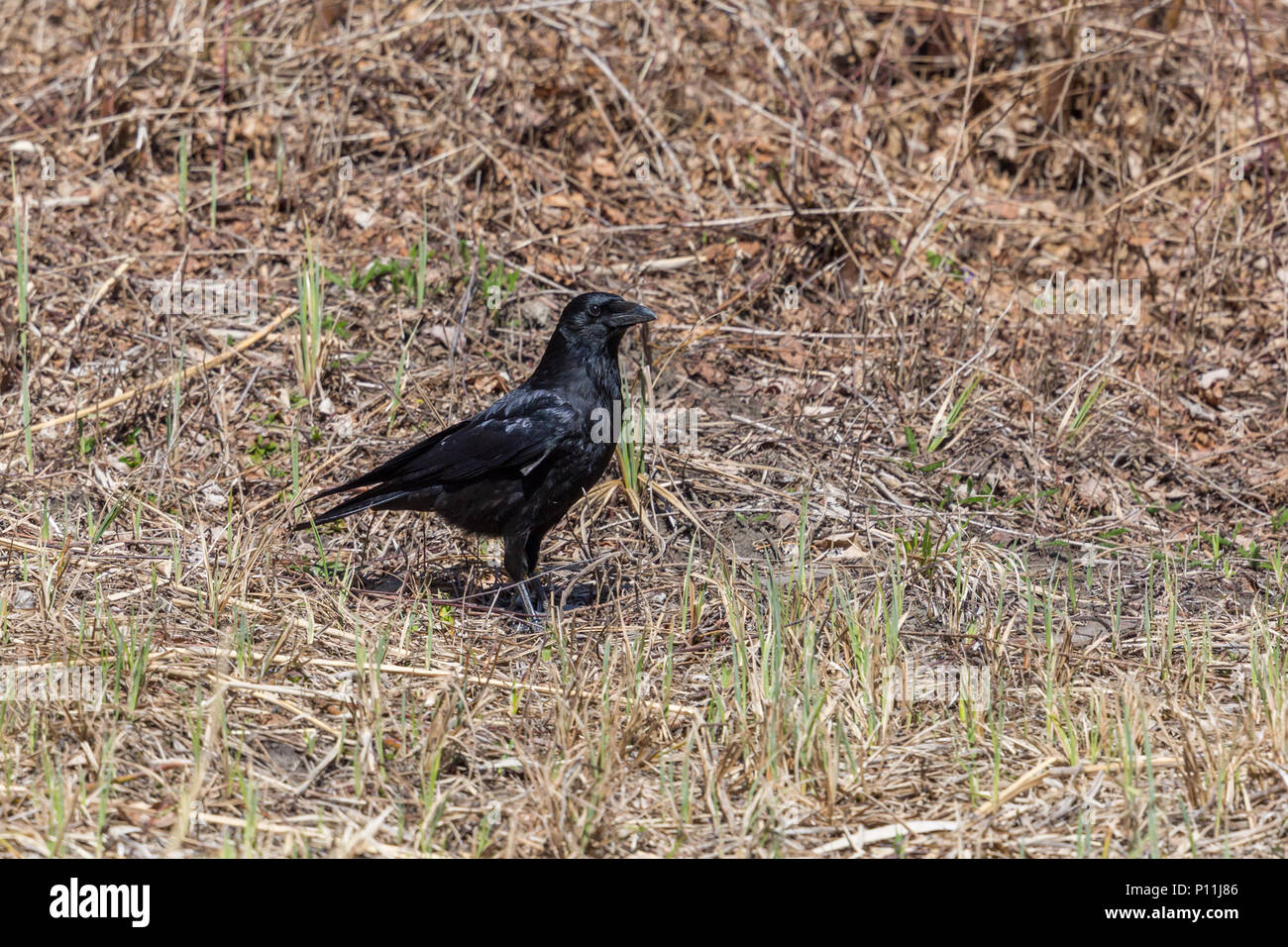 side view carrion crow (corvus corone) standing on dry ground in ...