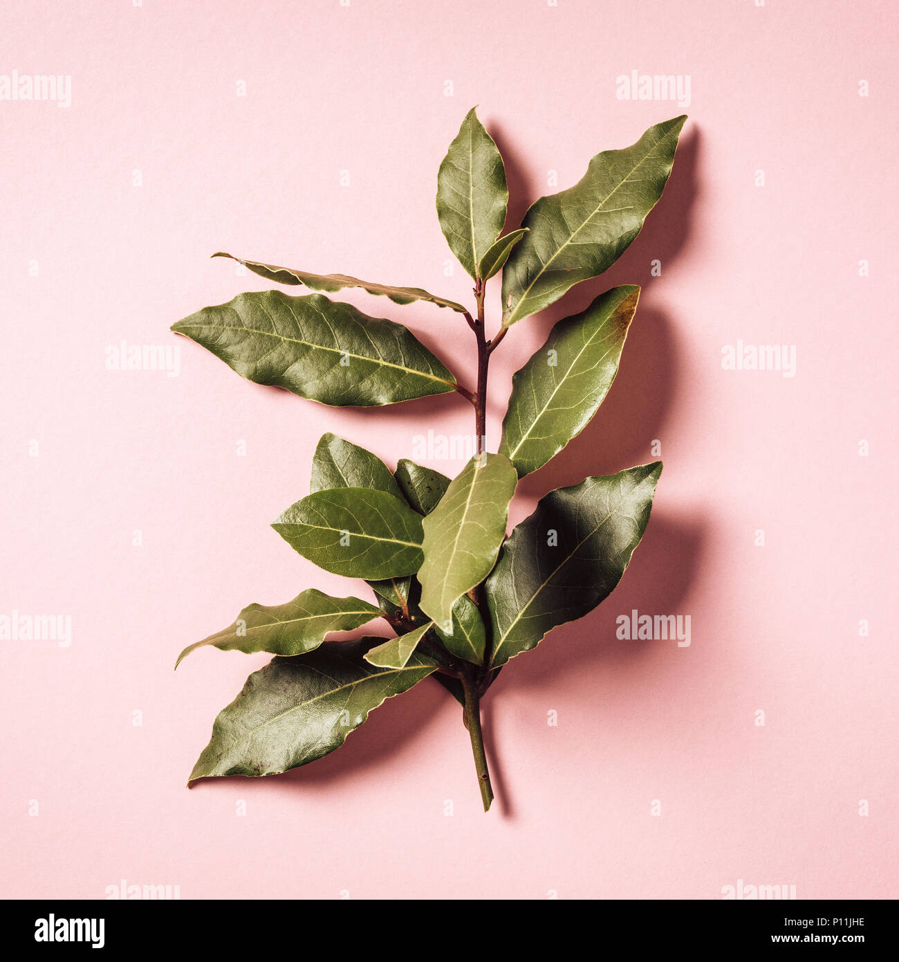 laurel branch on pink background Stock Photo - Alamy