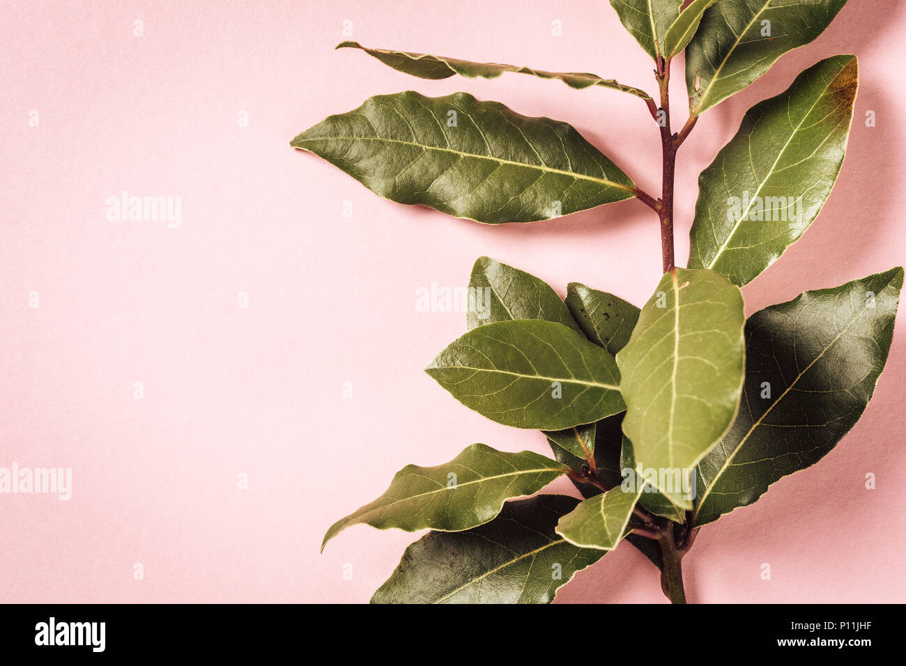 laurel branch on pink background Stock Photo - Alamy