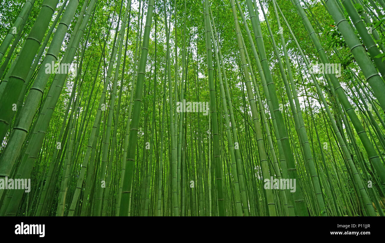 Bamboo garden plant hi-res stock photography and images - Alamy