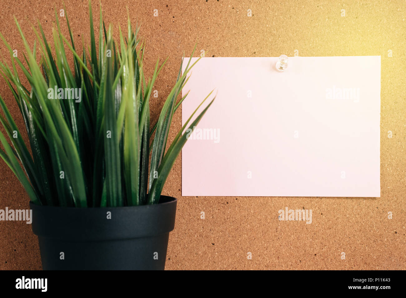 Blank paper note on cork board with green plant in pot. memo concept ...