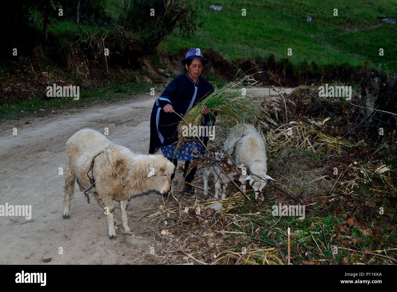 Woman shepherd in peruvian hi-res stock photography and images - Alamy