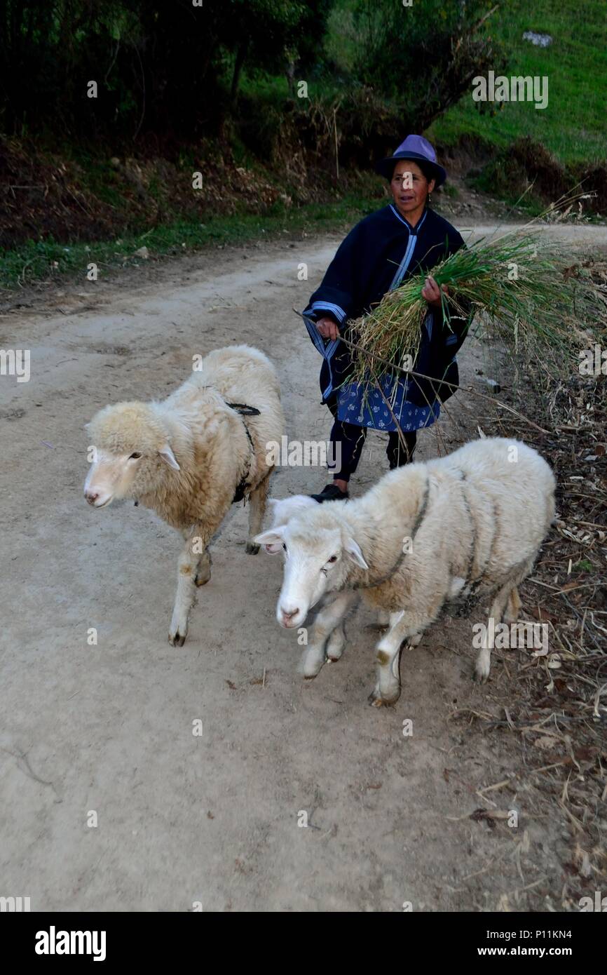 Peruvian Shepherd High Resolution Stock Photography and Images - Alamy